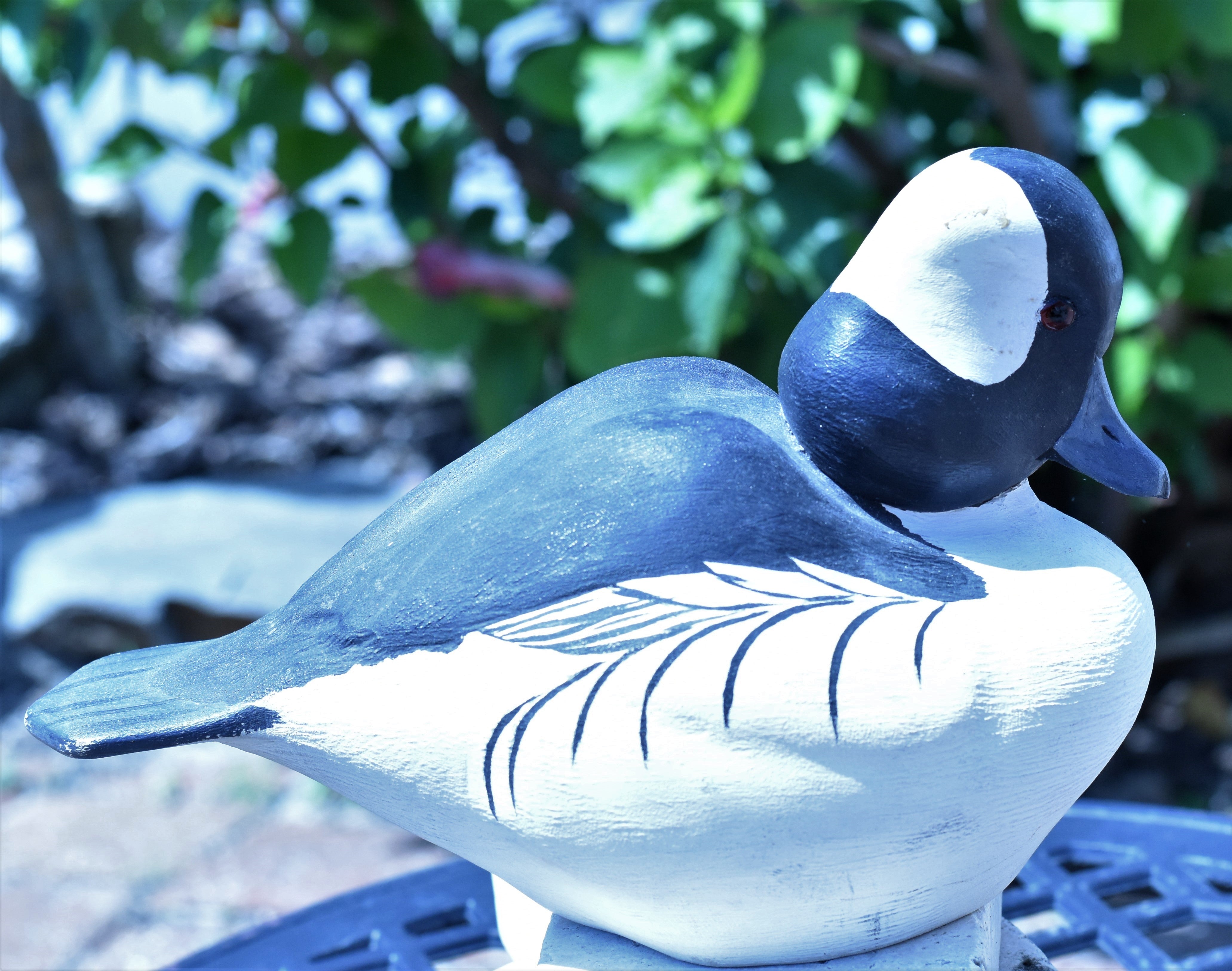BlogBits™: Bufflehead Duck - Costello Coastal Knobs