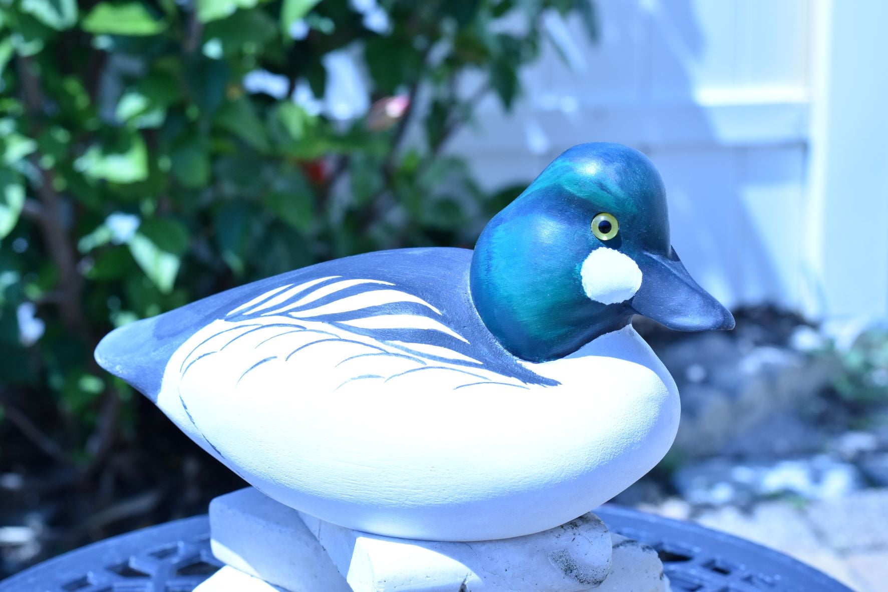 BlogBits™: Common Goldeneye - Costello Coastal Knobs