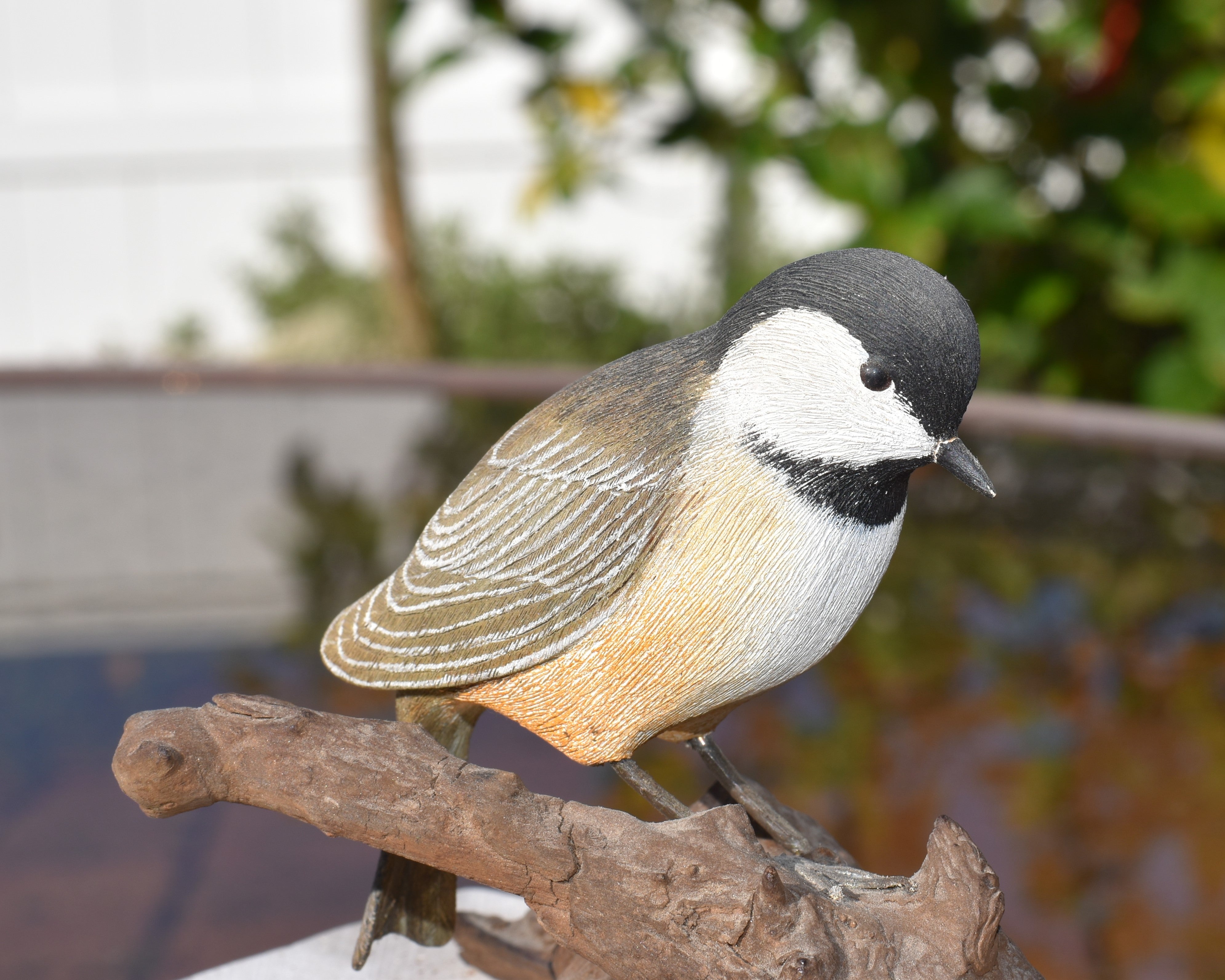 BlogBits™: Chickadee - Costello Coastal Knobs