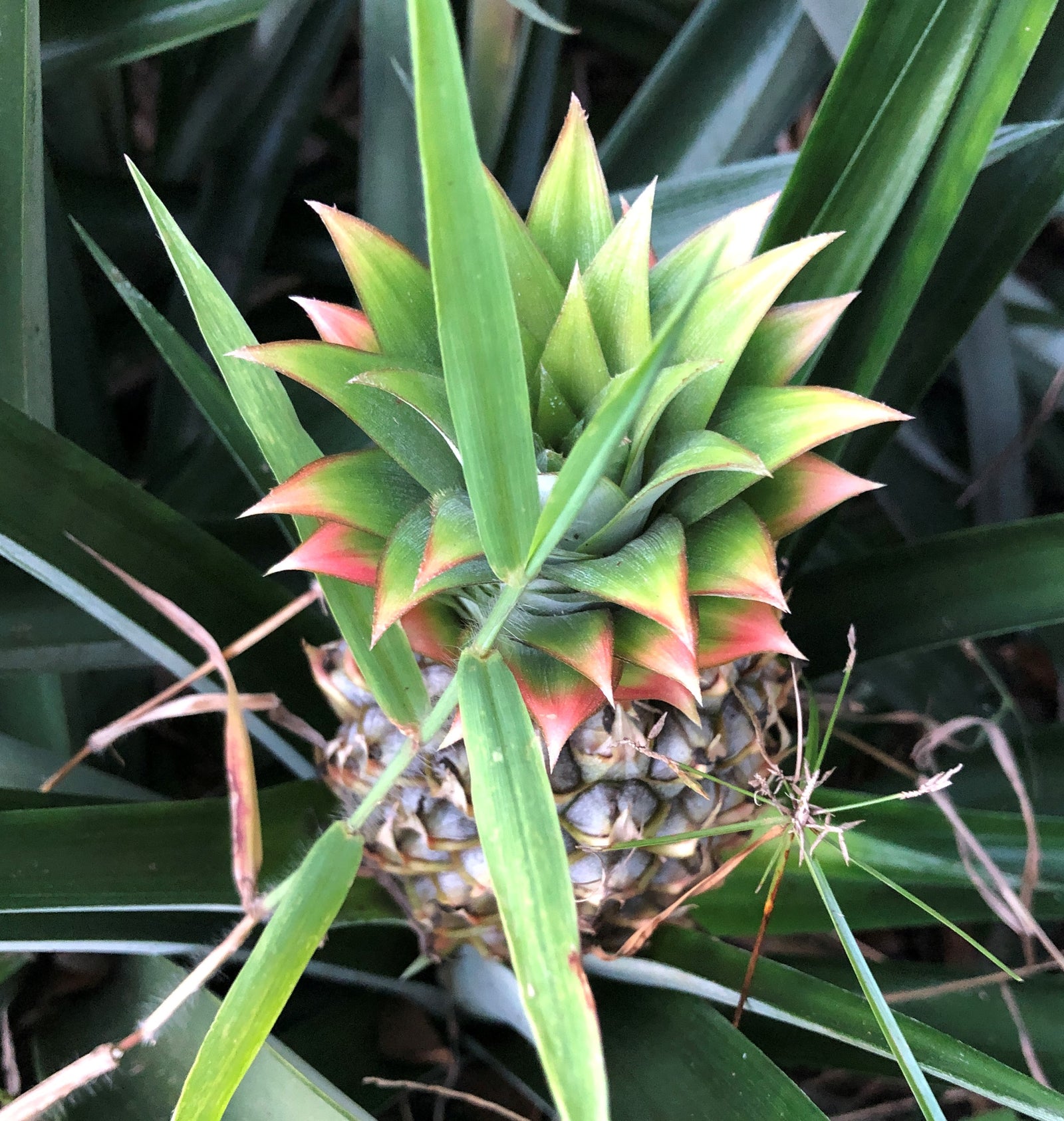 “Welcome!” Says the Pineapple - Costello Coastal Knobs